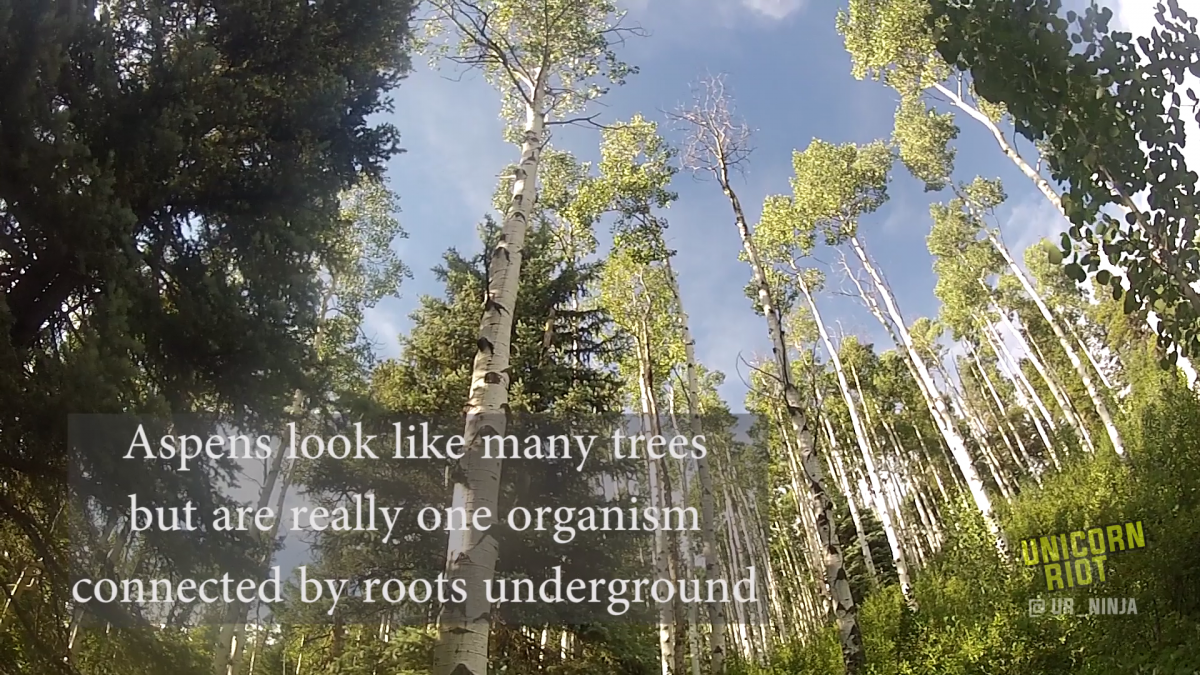 Wild Roots Camp Explores Off-Grid Alternatives - UNICORN RIOT