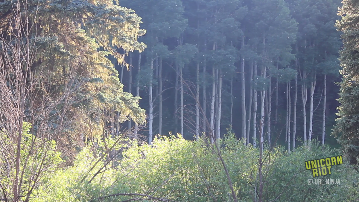 Wild Roots Camp Explores Off-Grid Alternatives - UNICORN RIOT