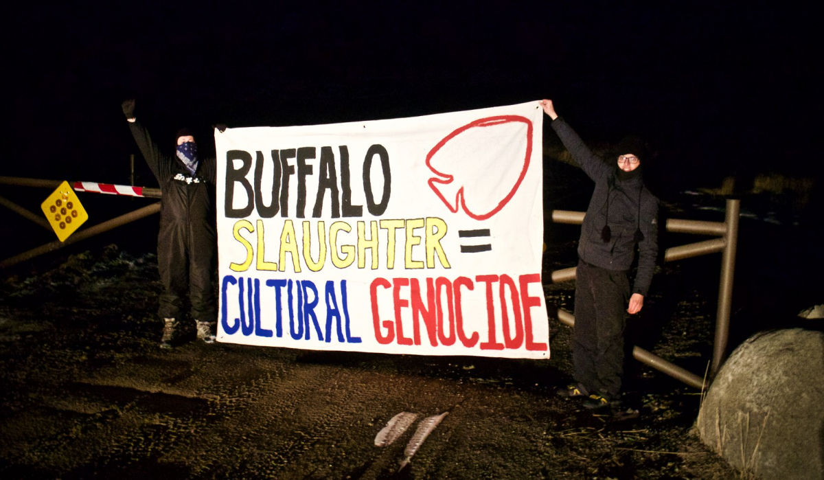 Three Arrested in Action to Stop Buffalo Slaughter in Yellowstone ...