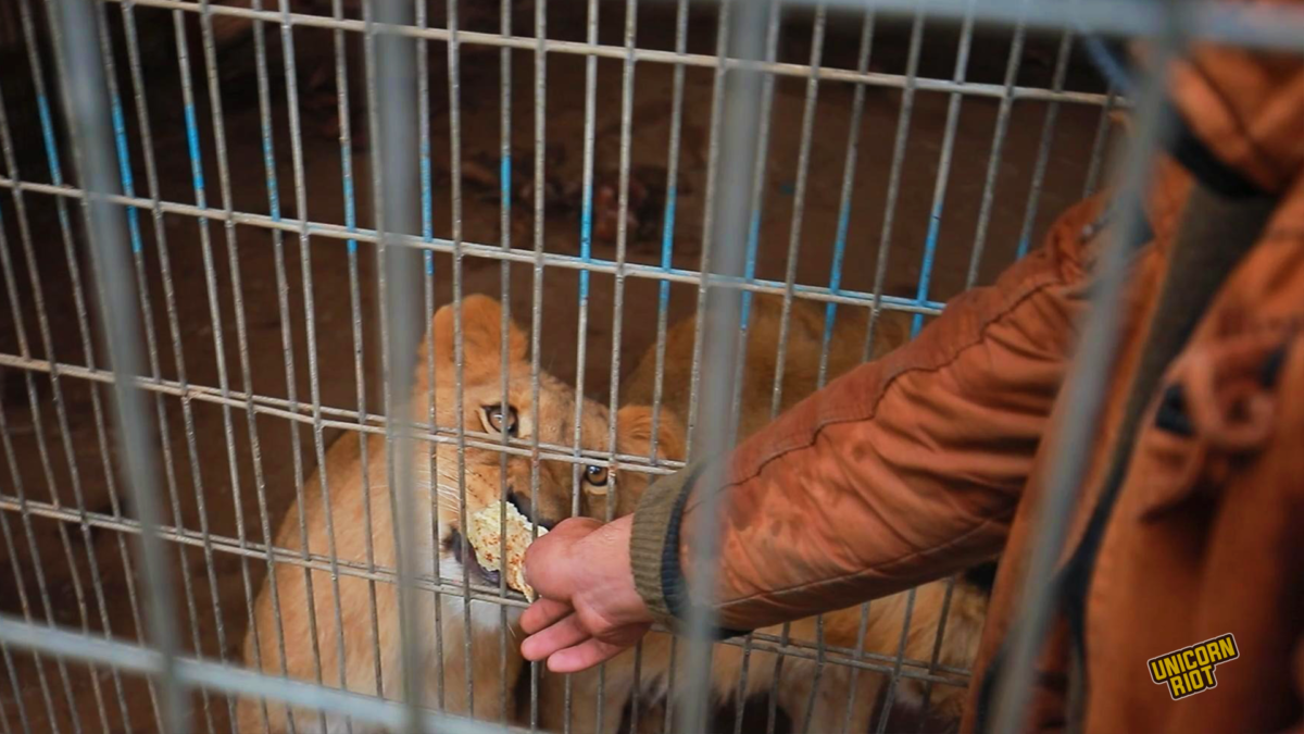 Lions Face Starvation in Gaza's Last Remaining Zoo - UNICORN RIOT