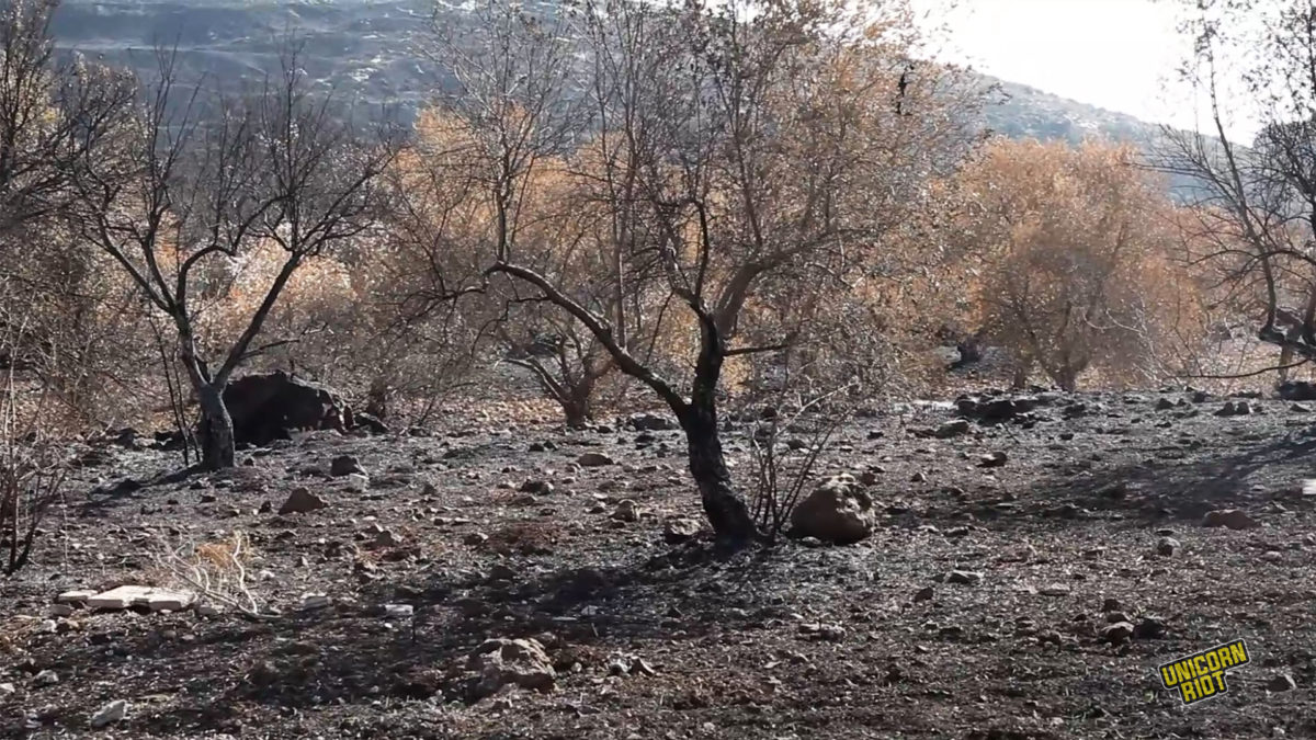 South Lebanon - Aris D_UR - Burned Olives - UNICORN RIOT