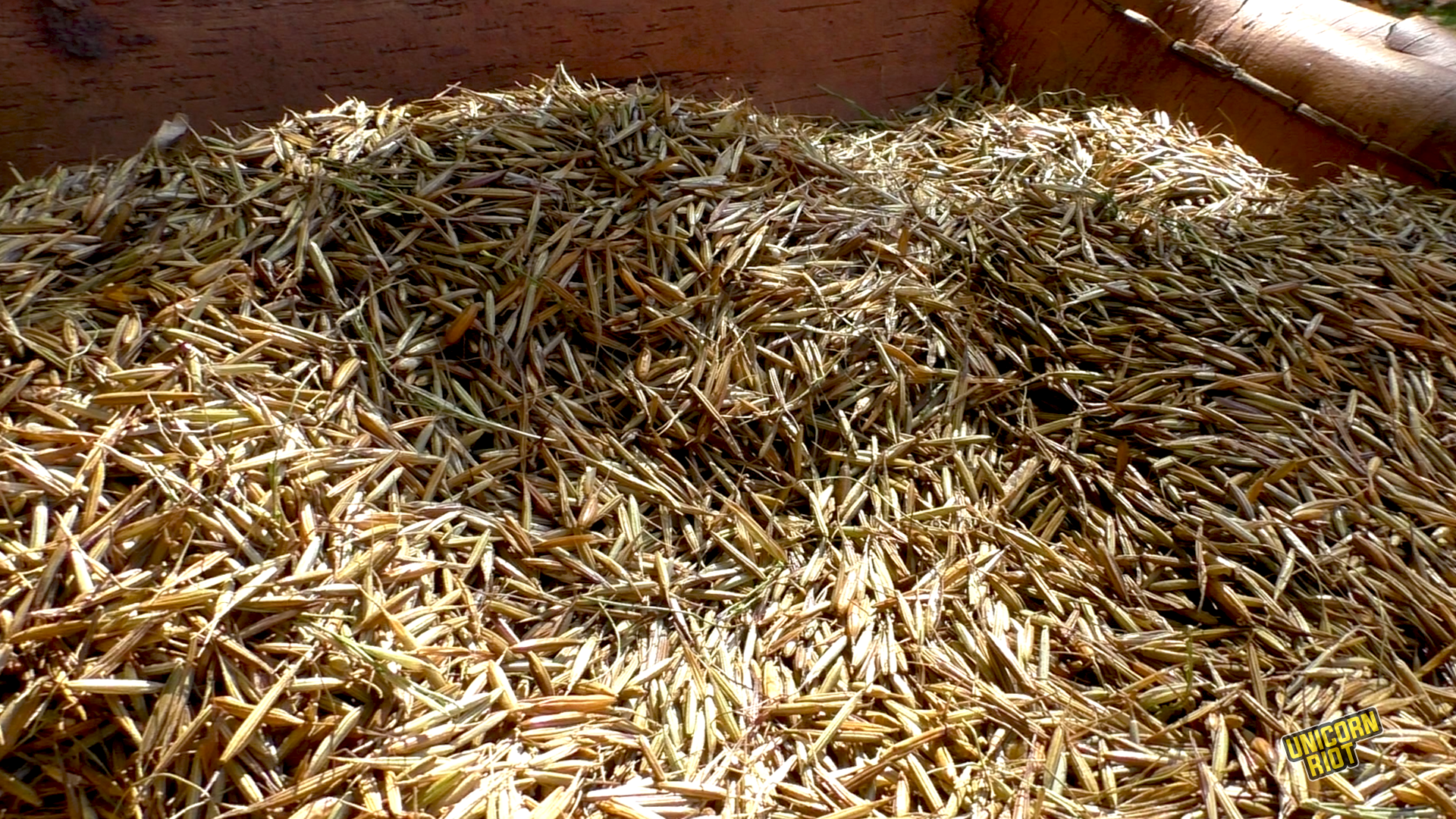 Pressure Builds to Protect Manoomin (Wild Rice) - UNICORN RIOT